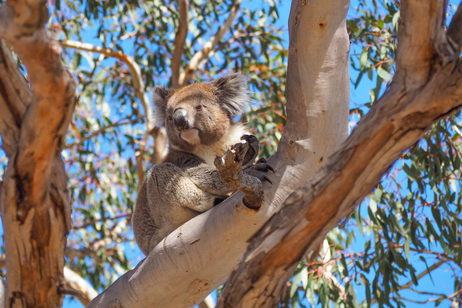 Citizen scientists called upon to help count Australia’s iconic koalas ...